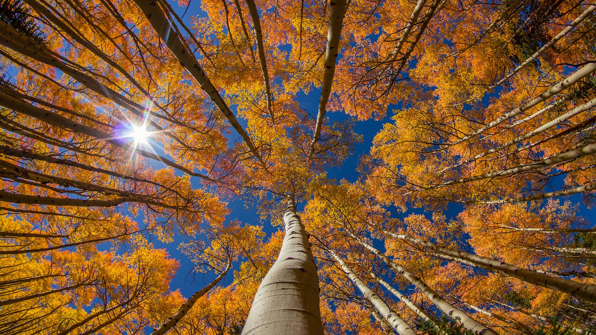 What is EMDR? -EMDR Center of Denver- Eye Movement Desensitization and ...